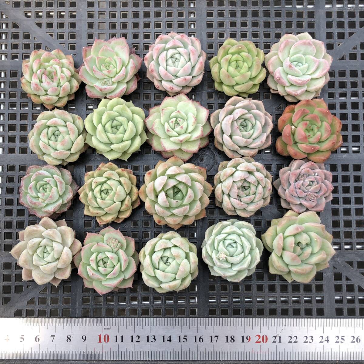 Yahoo!オークション - エケベリア20個 0414K-O122 ミックス苗 多肉植物...