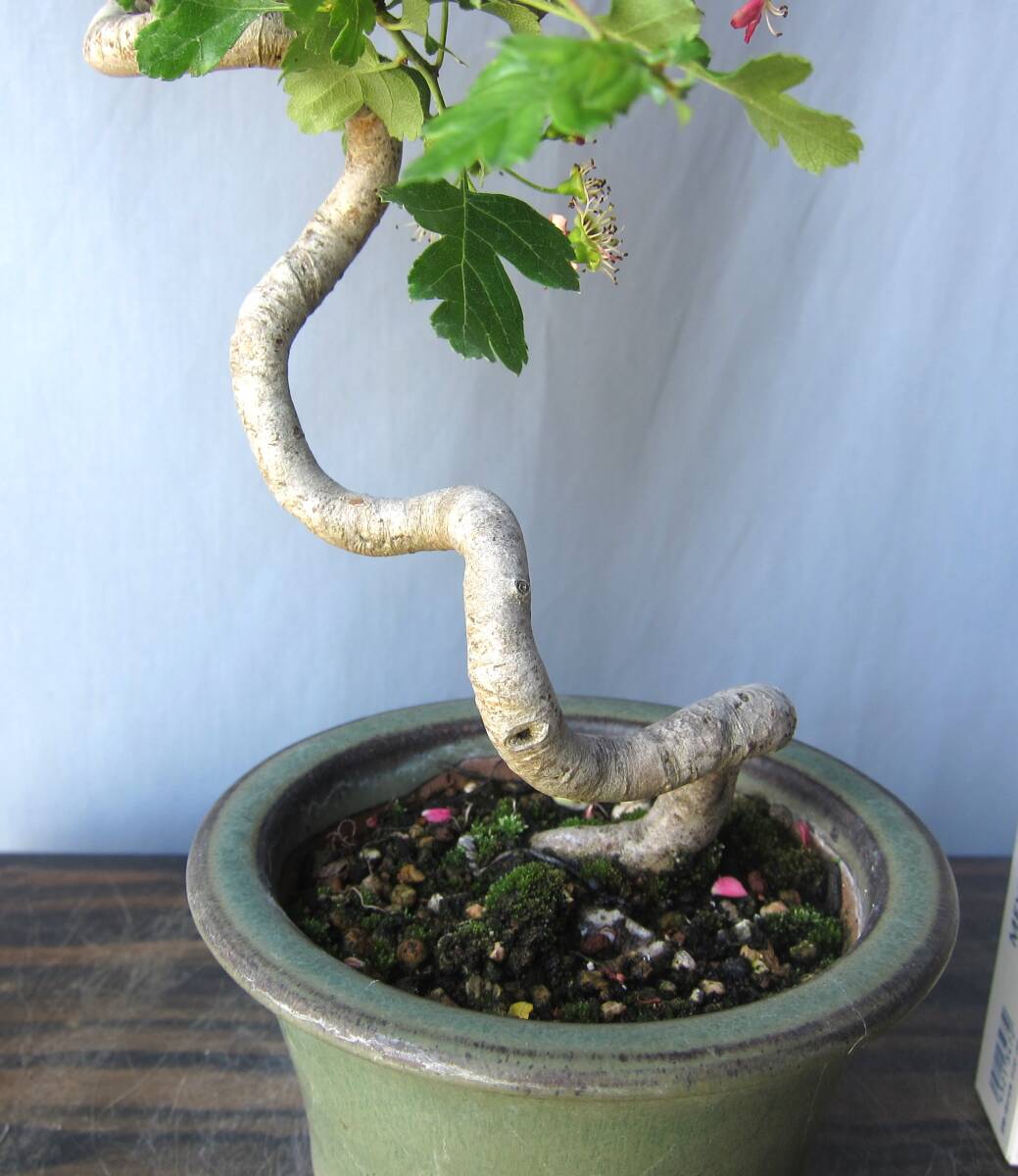 Yahoo!オークション - 紅サンザシ e 4月24日撮影 紅 サンザシ