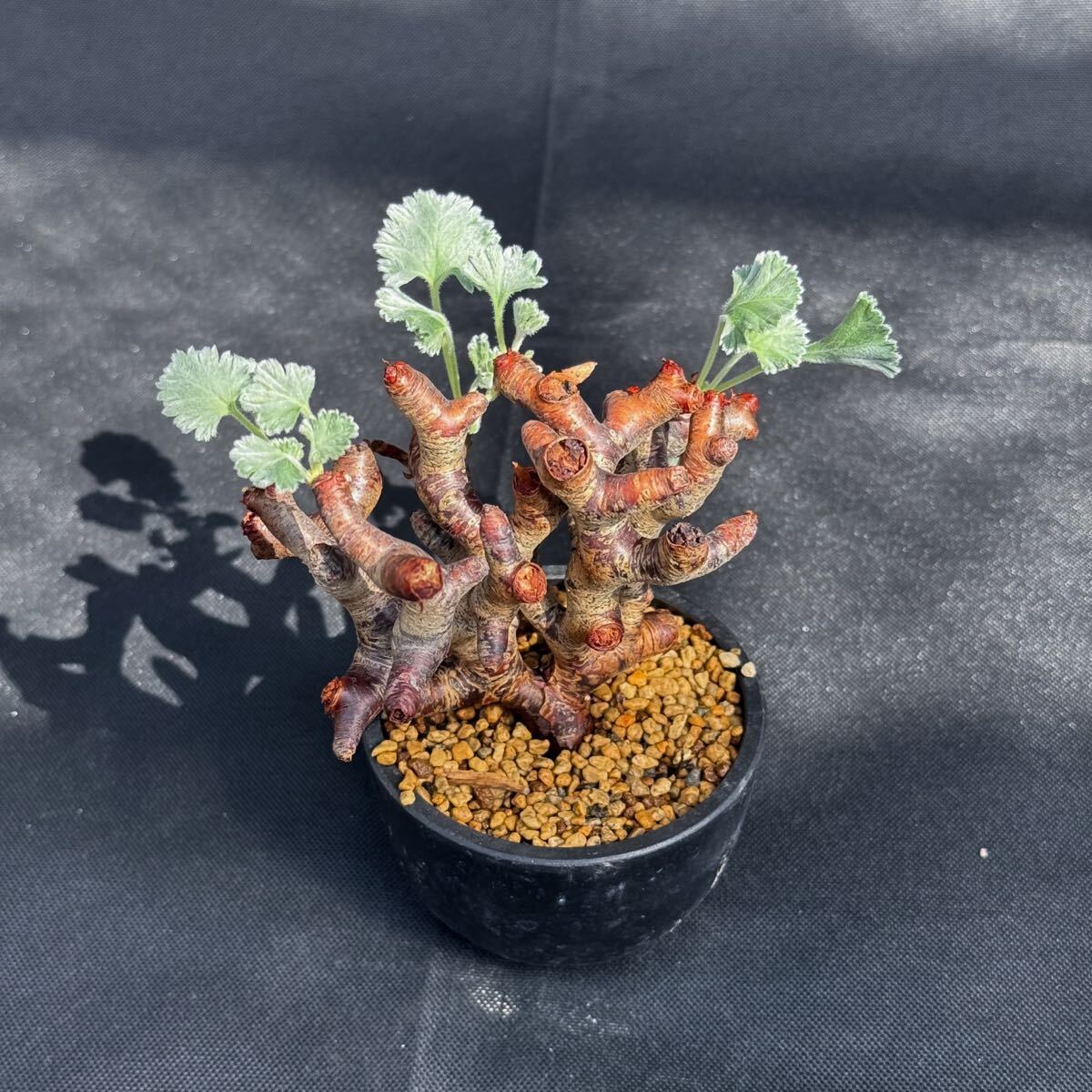 Yahoo!オークション - GM9. Perlargonium mirabille / ペラルゴニウム ...