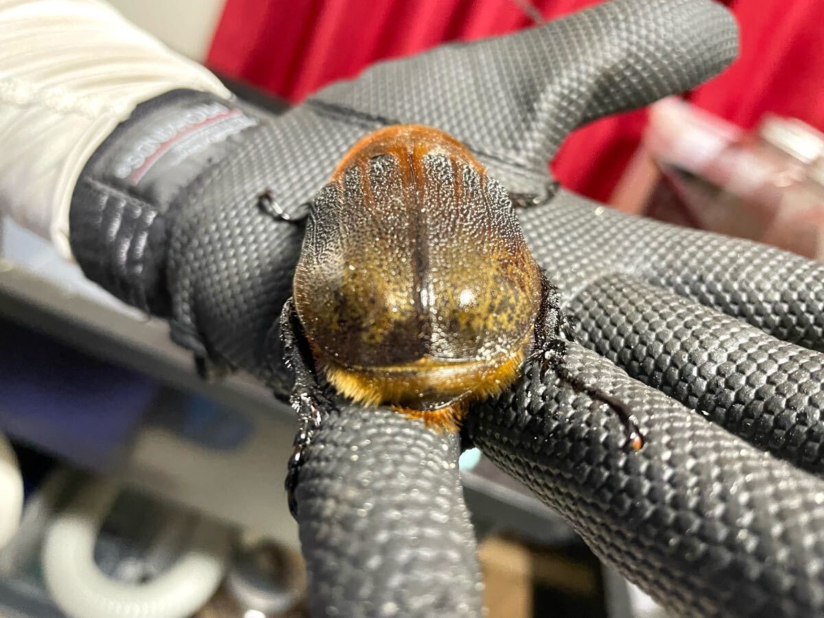 Yahoo!オークション - ②64.96㎜成虫♀1頭 ヘラクレスパスコアリ CBF1