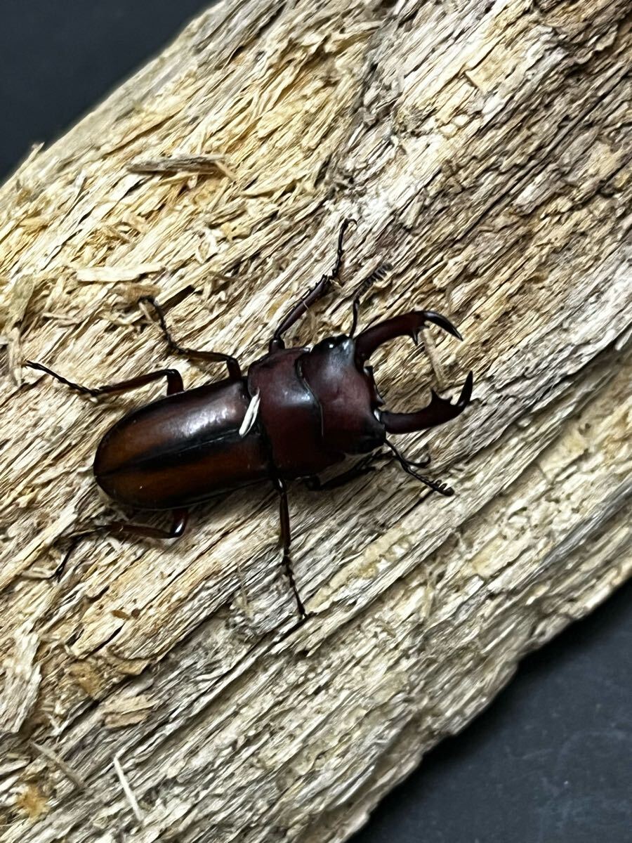 Yahoo!オークション - エレガントゥルスコクワガタ WF2 ペア