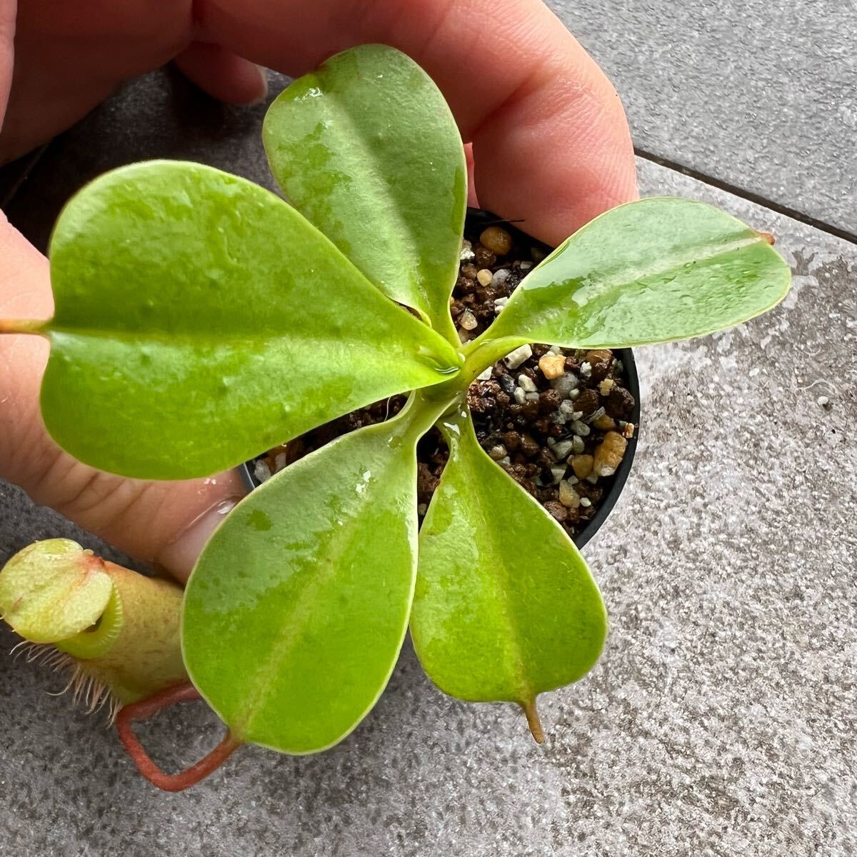 Yahoo!オークション - BE-3986 N.sibuyanensis x（veitchii x lowii）...