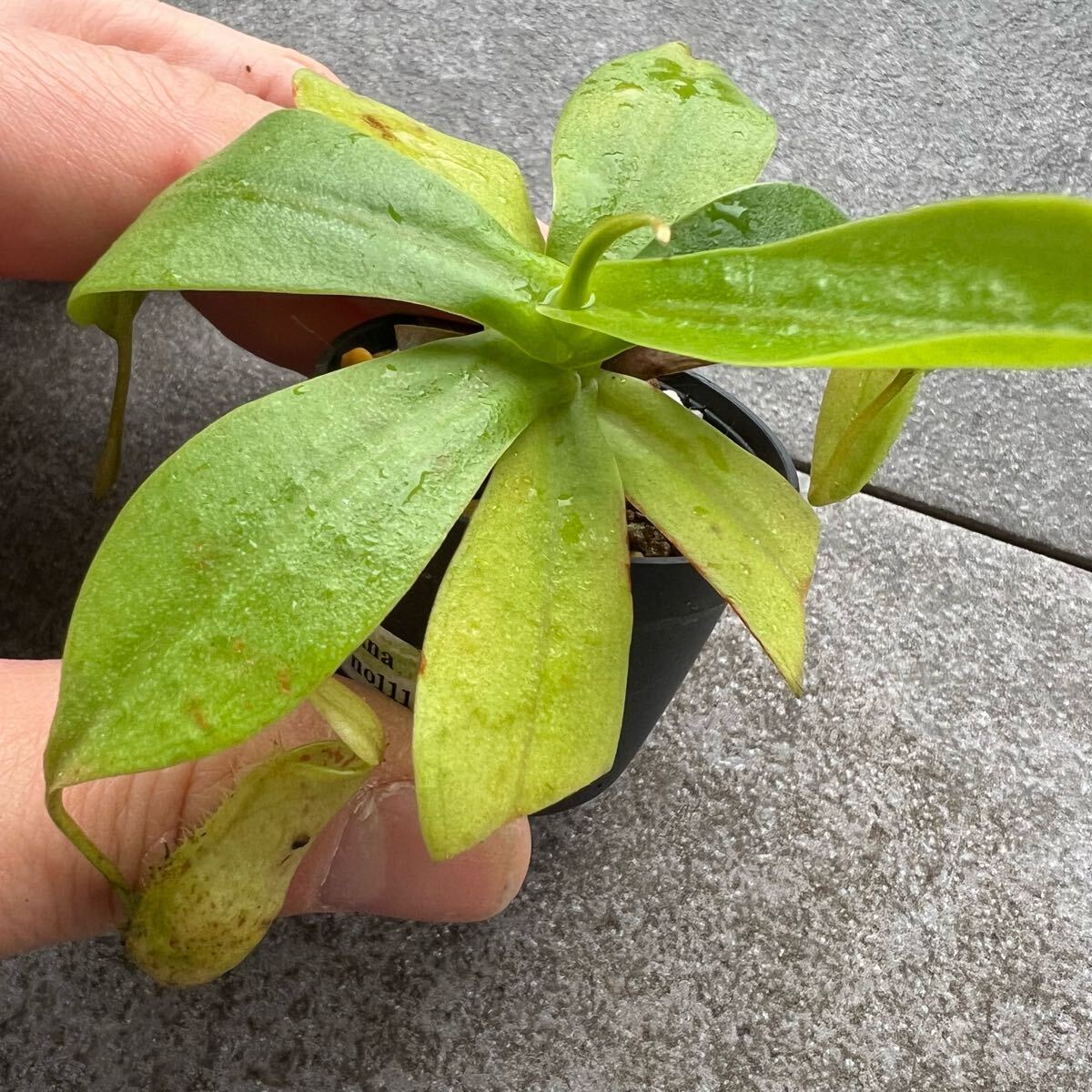 Yahoo!オークション - BE-3357 N. northiana best selected clone ウツ...