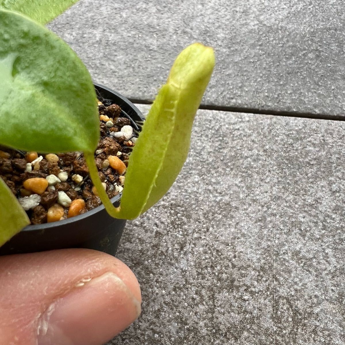 Yahoo!オークション - BE-3357 N. northiana best selected clone ウツ...