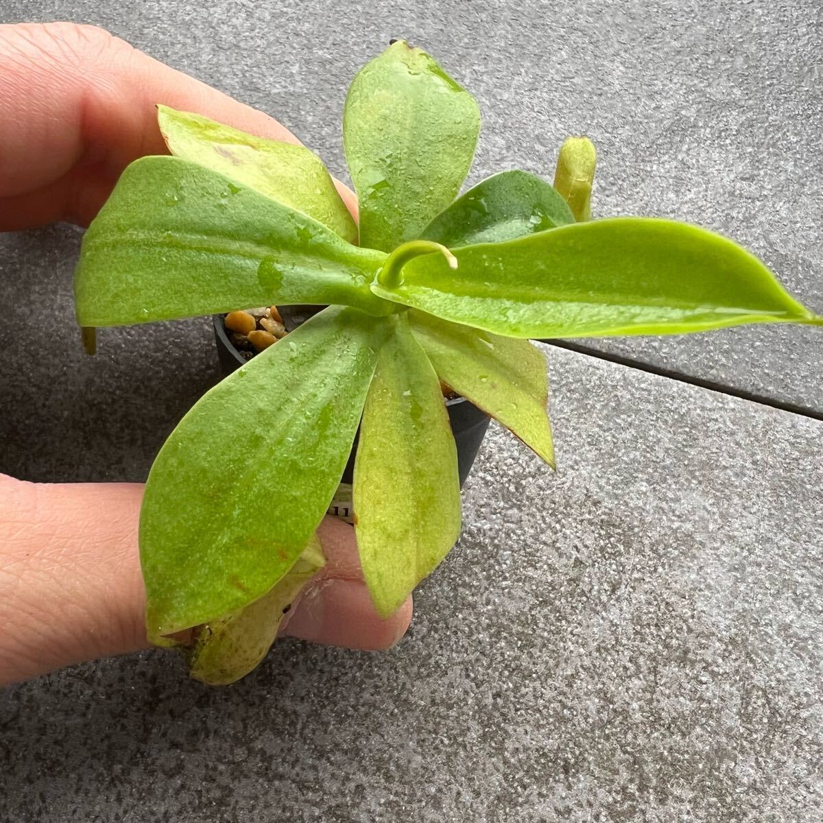 Yahoo!オークション - BE-3357 N. northiana best selected clone ウツ...