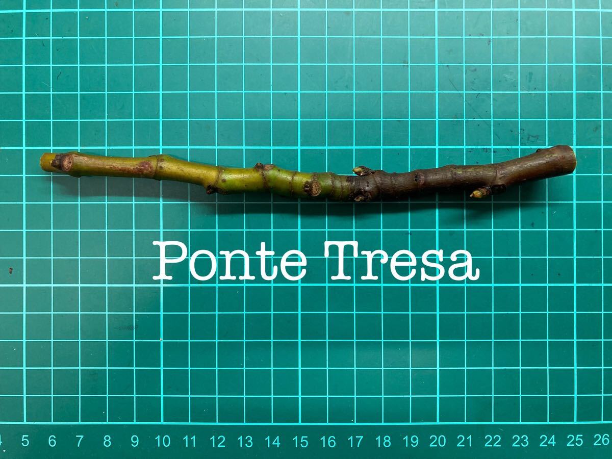 Yahoo!オークション - Ponte Tresa いちじく挿し穂・穂木 1本 @1658