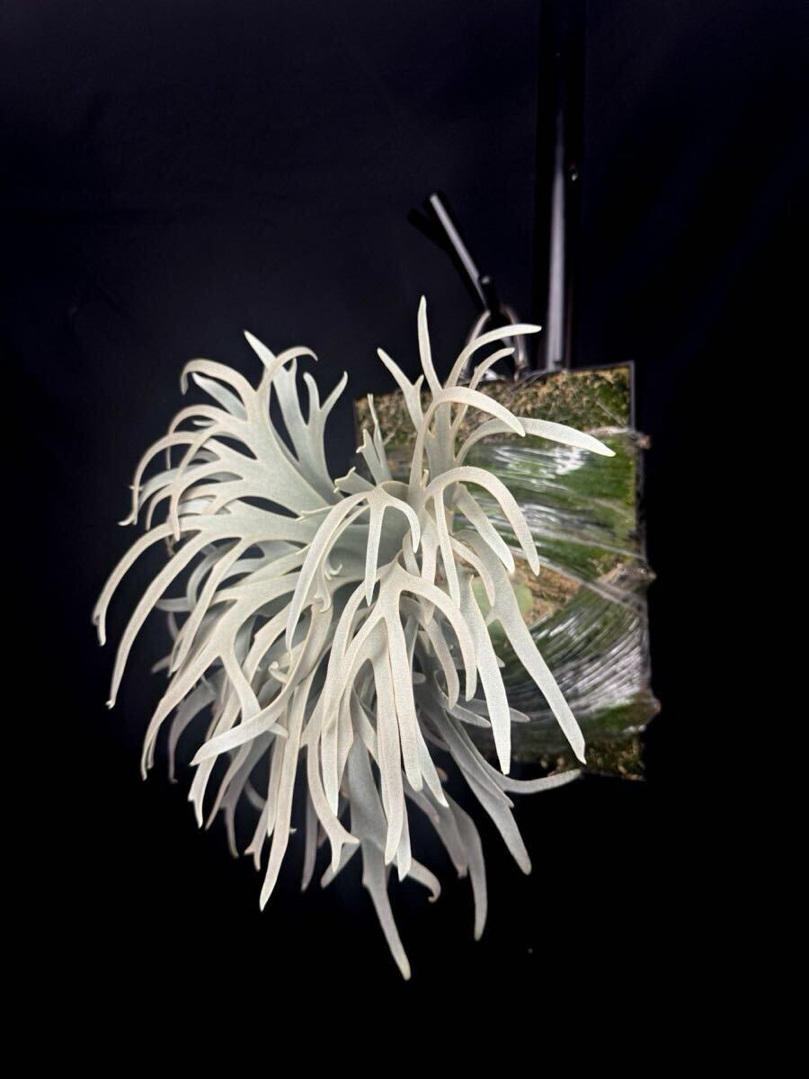 Blue queen dwarf】P. willinckii Blue Queen spore dwarf Blue queen dwarf】P. willinckii Blue Queen spore dwarf