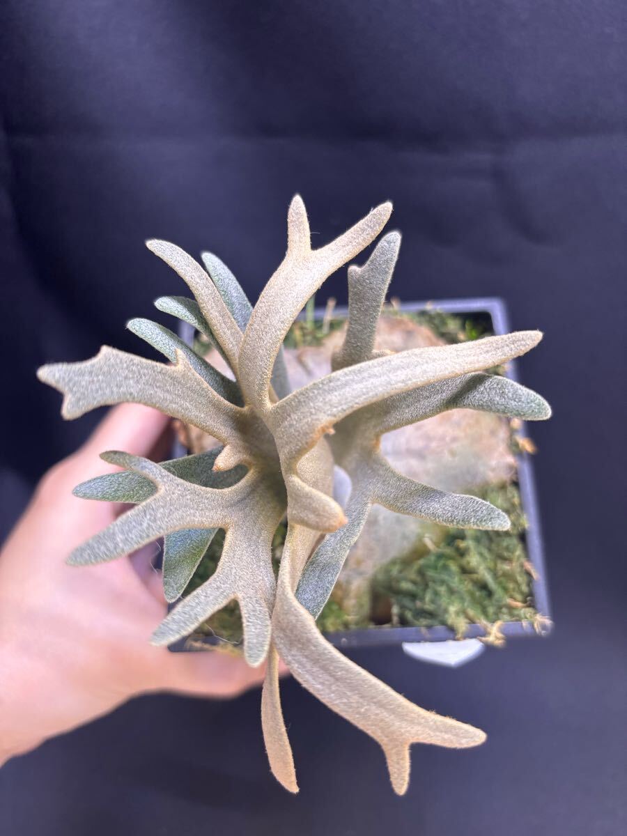 P.willinckii Linea 流線 (HHR) (P.willinckii Sliver Mutate P.willinckii Linea 流線 (HHR) (P.willinckii Sliver Mutate