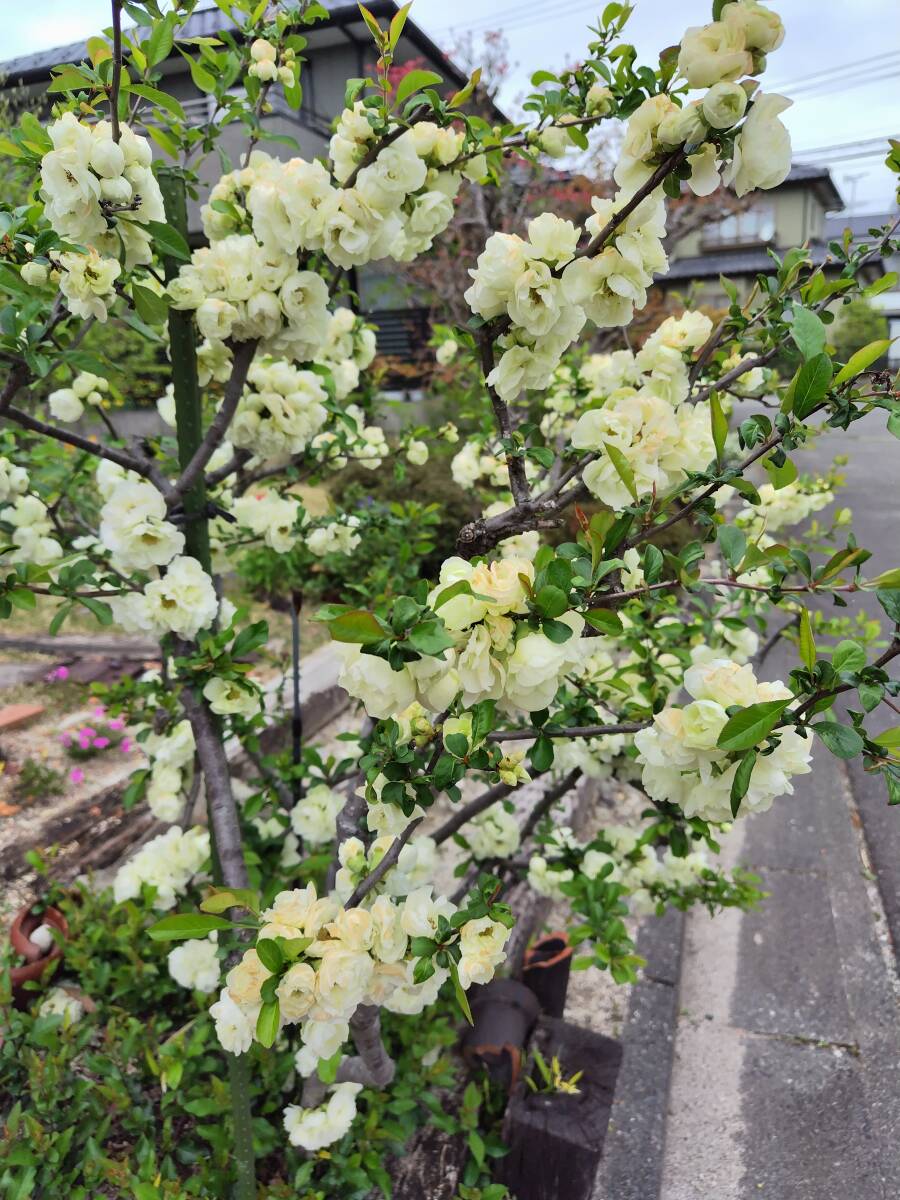 Yahoo!オークション - ボケの花・白（稀少品）