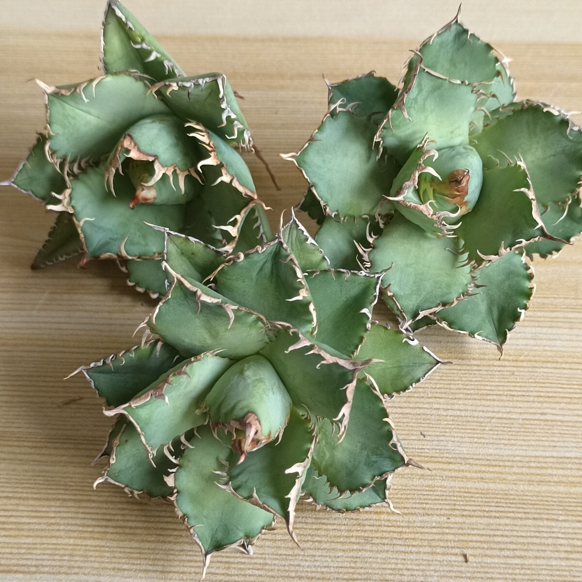 Yahoo!オークション - F459 特選 アガベ チタノタ圓葉拇指 フィリグリ...