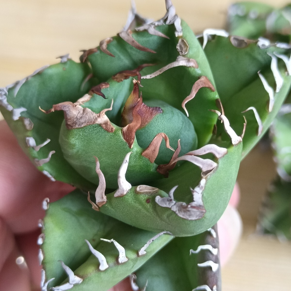 Yahoo!オークション - F473 特選 アガベ チタノタ 魔丸 陽炎 強棘 狂刺...