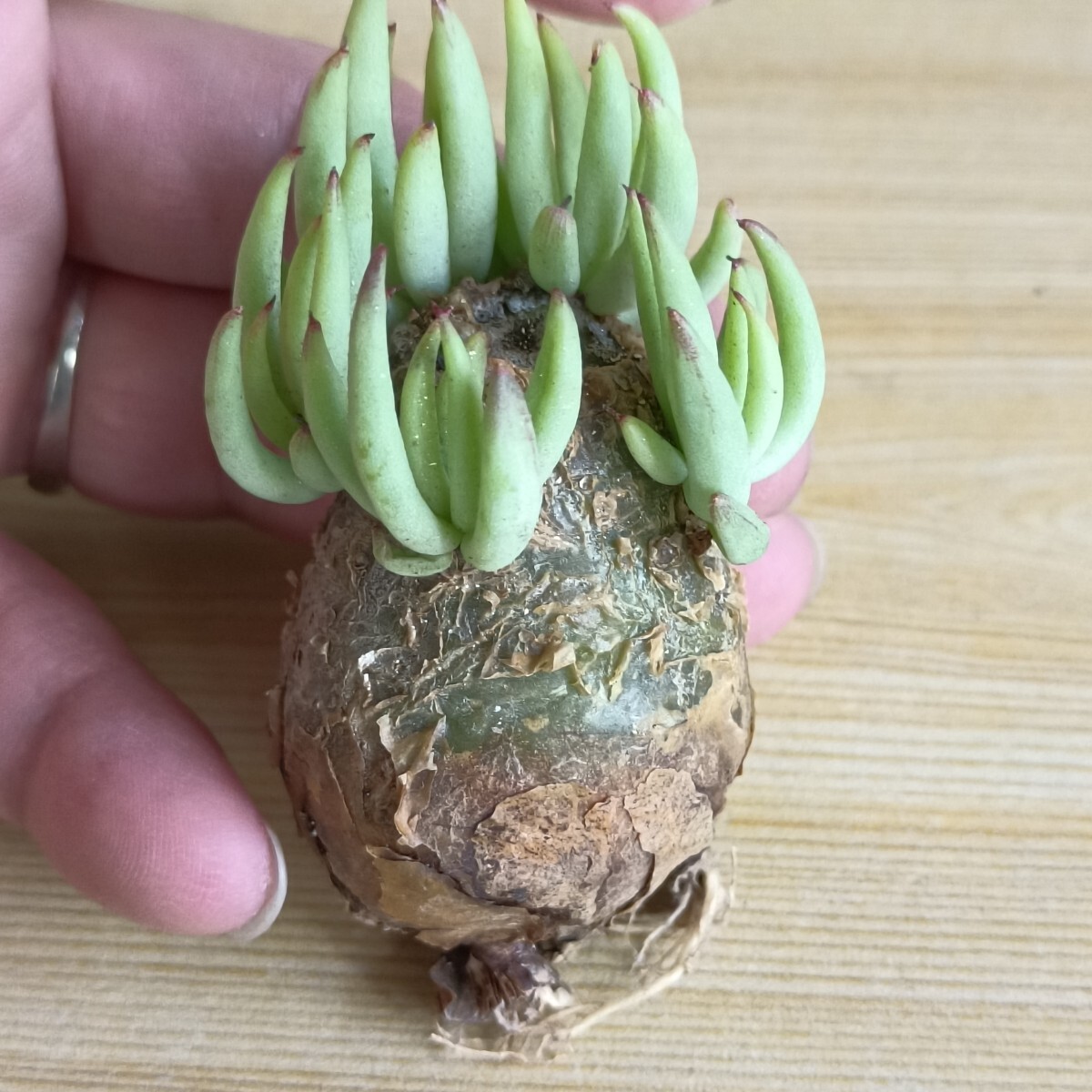 Yahoo!オークション - F604 塊根植物 チレコドン ペアルソニー 白象ベ...