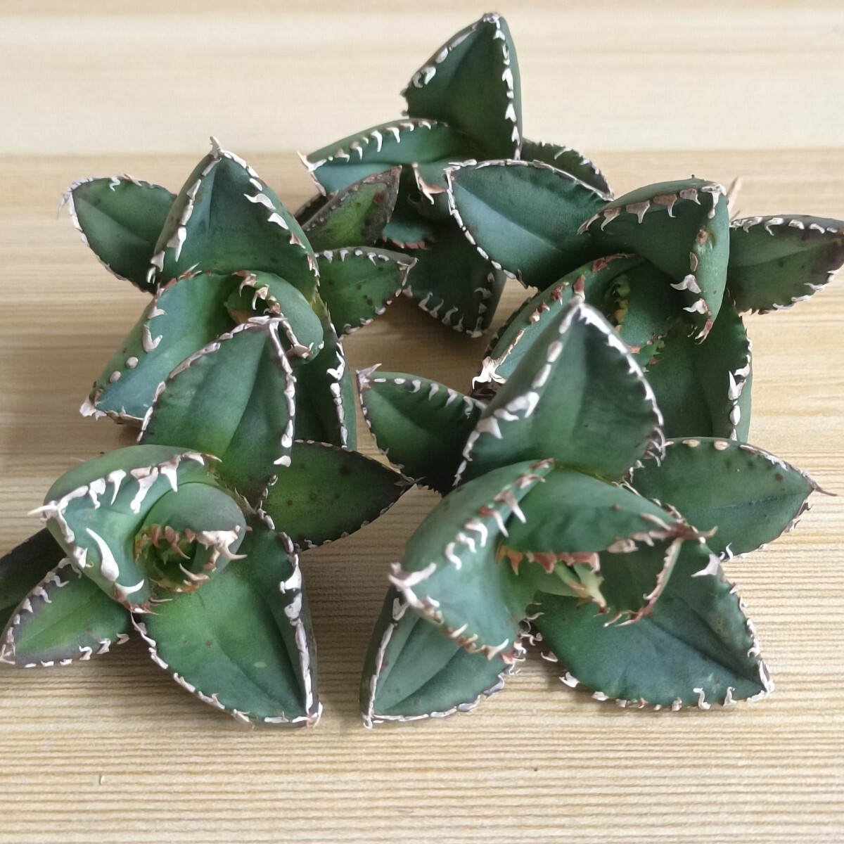 Yahoo!オークション - F424 特選 アガベ チタノタ 強棘 狼人 極上5株セ...