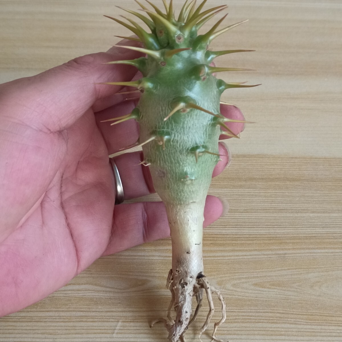 Yahoo!オークション - F557 Pachypodium ambongense パキポディウム・...