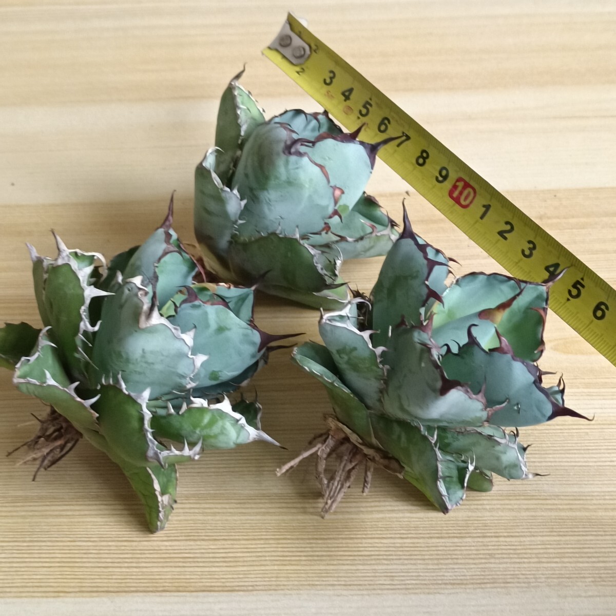 Yahoo!オークション - F473 アガベ チタノタ BBブラックアンドブルー ...