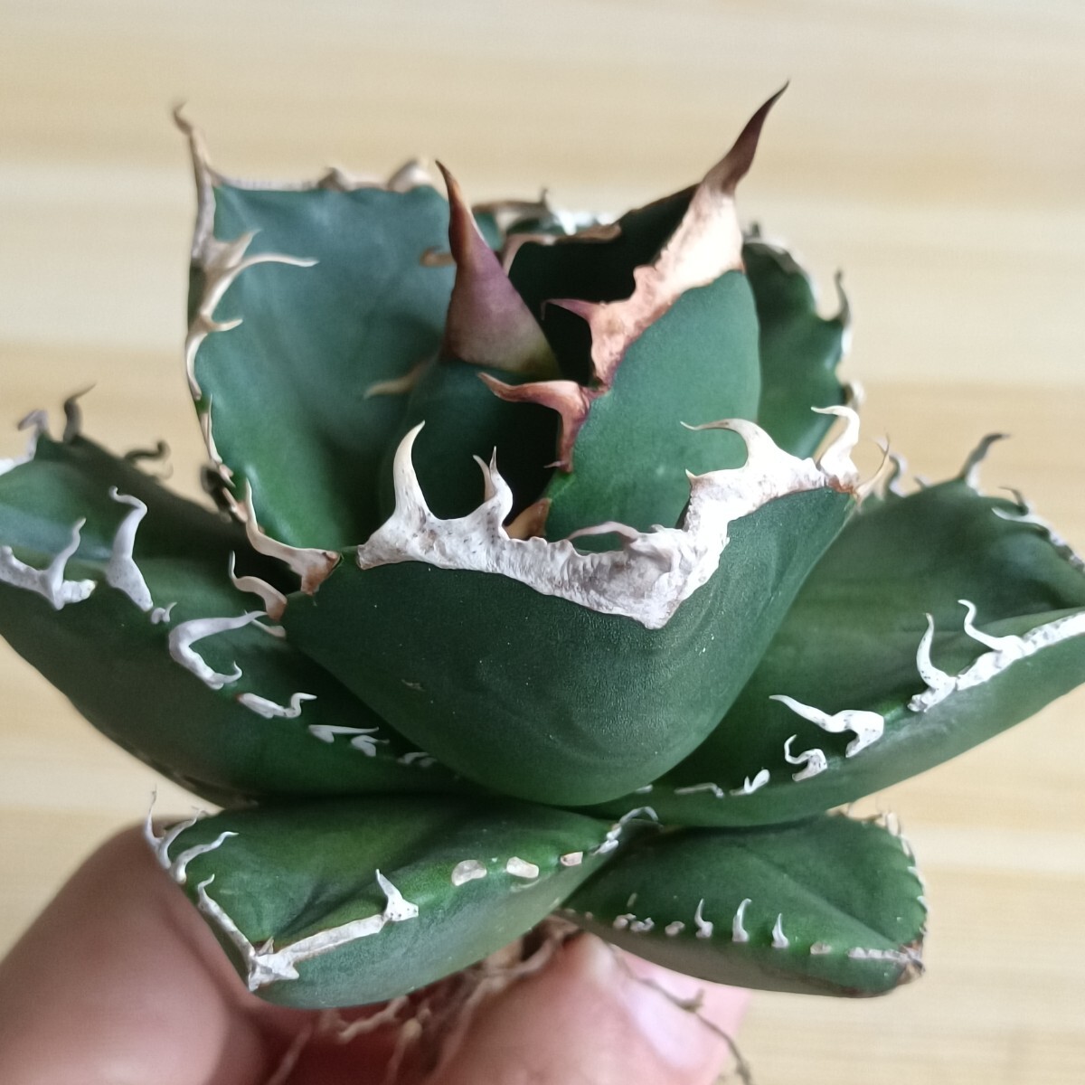 Yahoo!オークション - F508 特選 アガベ チタノタ SAD 南アフリカダイ...