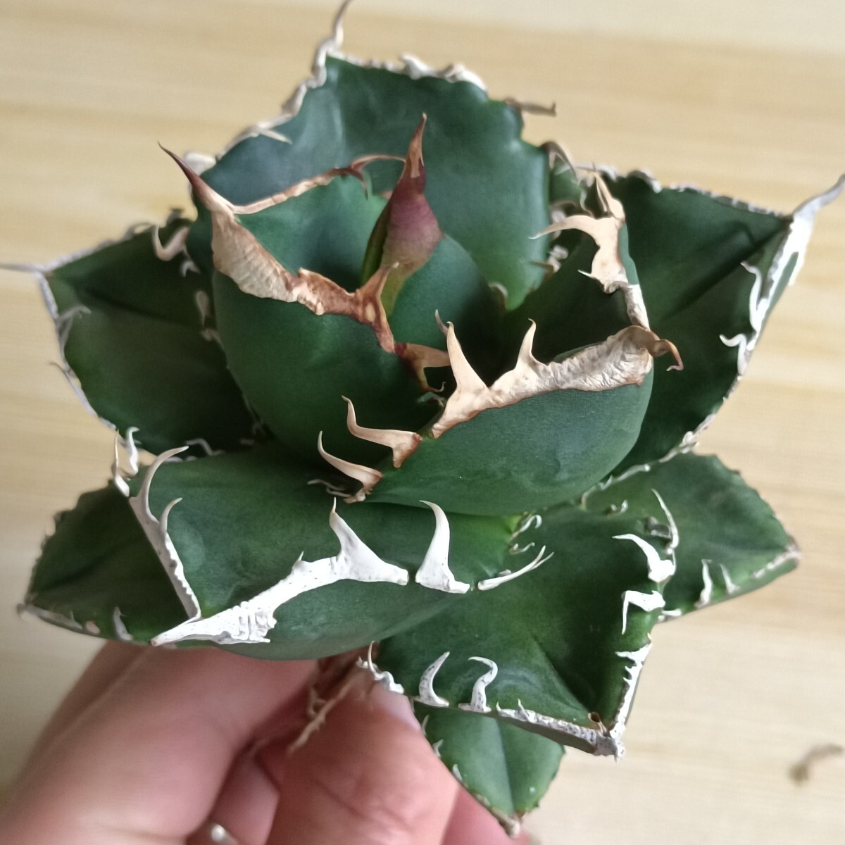 Yahoo!オークション - F508 特選 アガベ チタノタ SAD 南アフリカダイ...