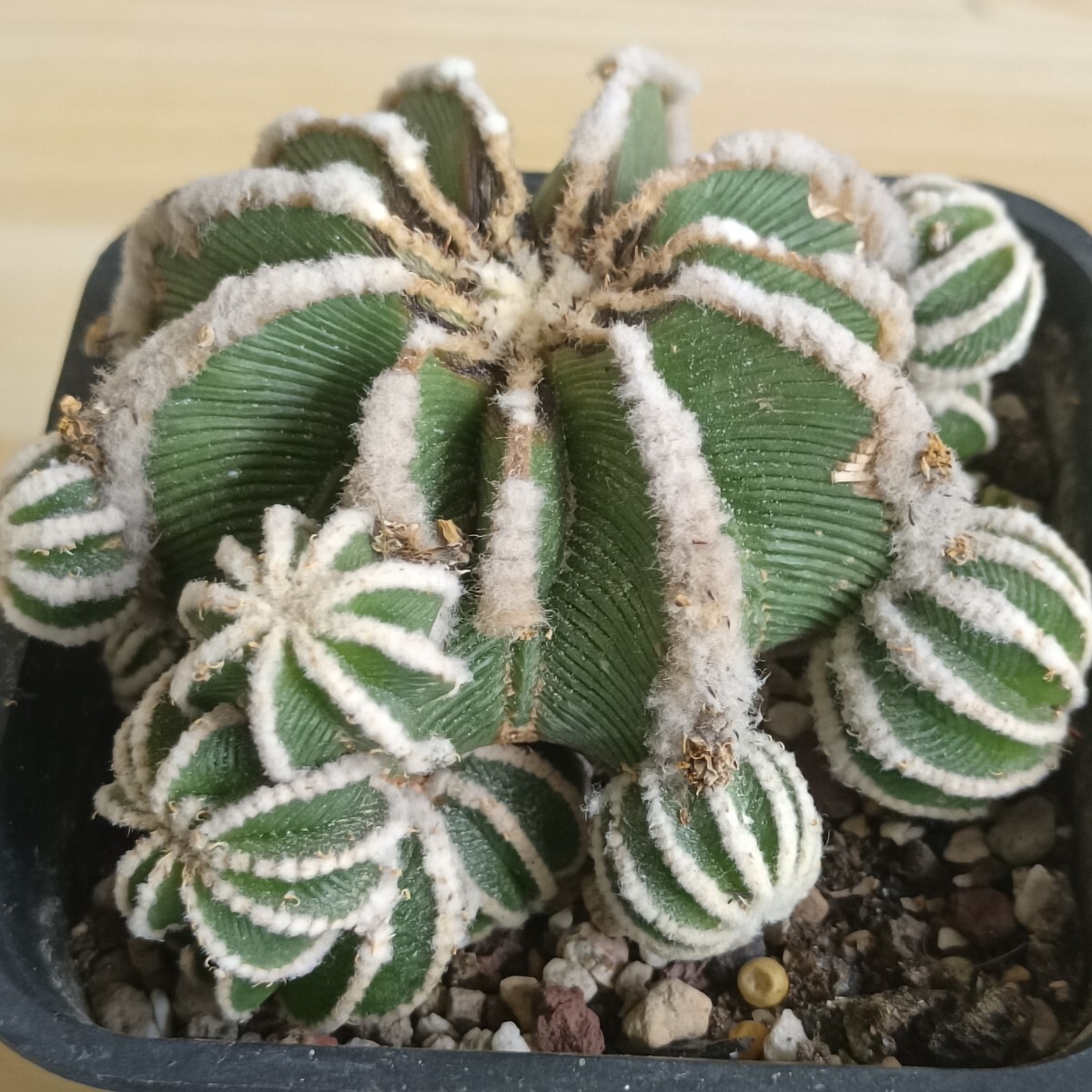 Yahoo!オークション - F644 サボテン 多肉植物 ヒントニー 群生 Azteki...