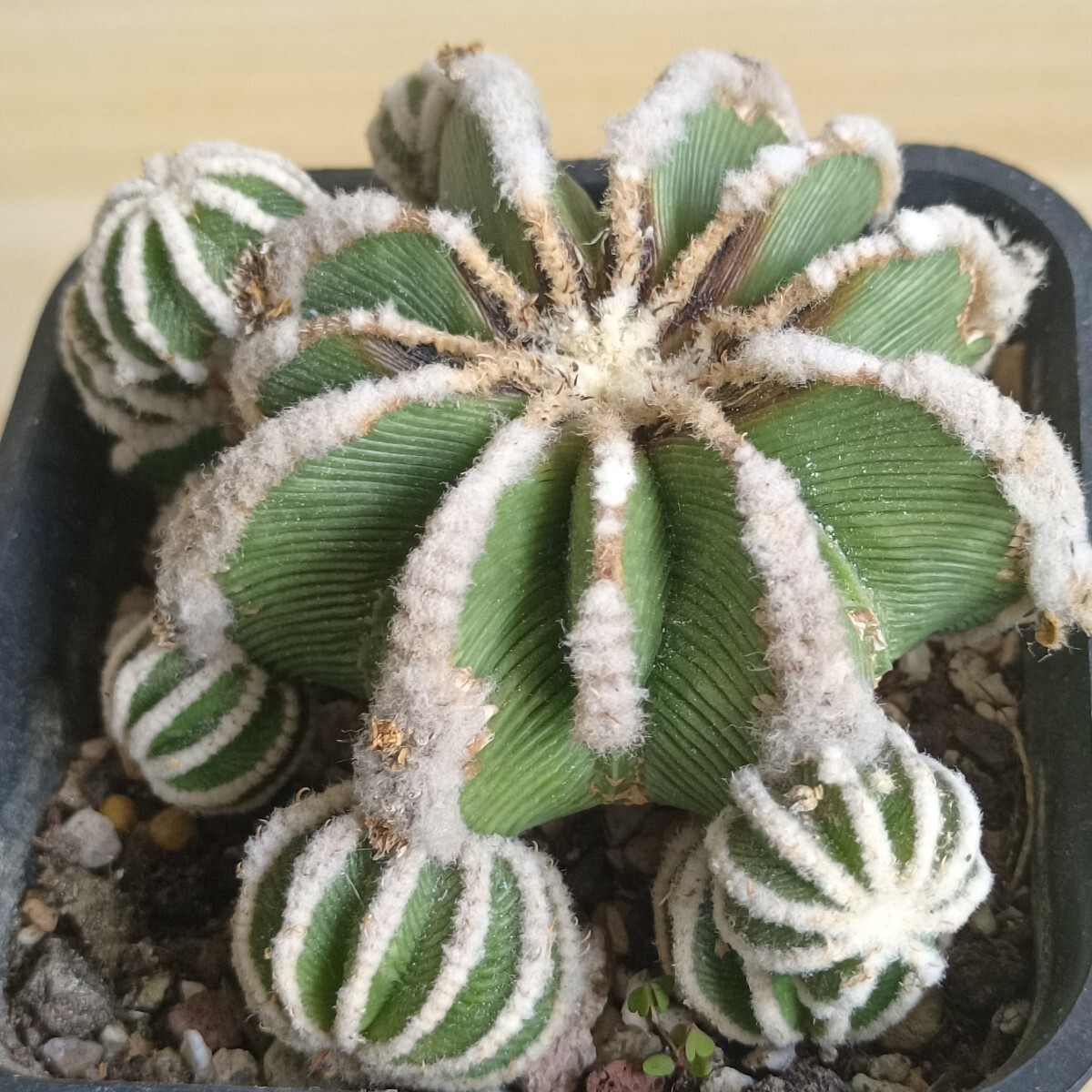 Yahoo!オークション - F644 サボテン 多肉植物 ヒントニー 群生 Azteki...