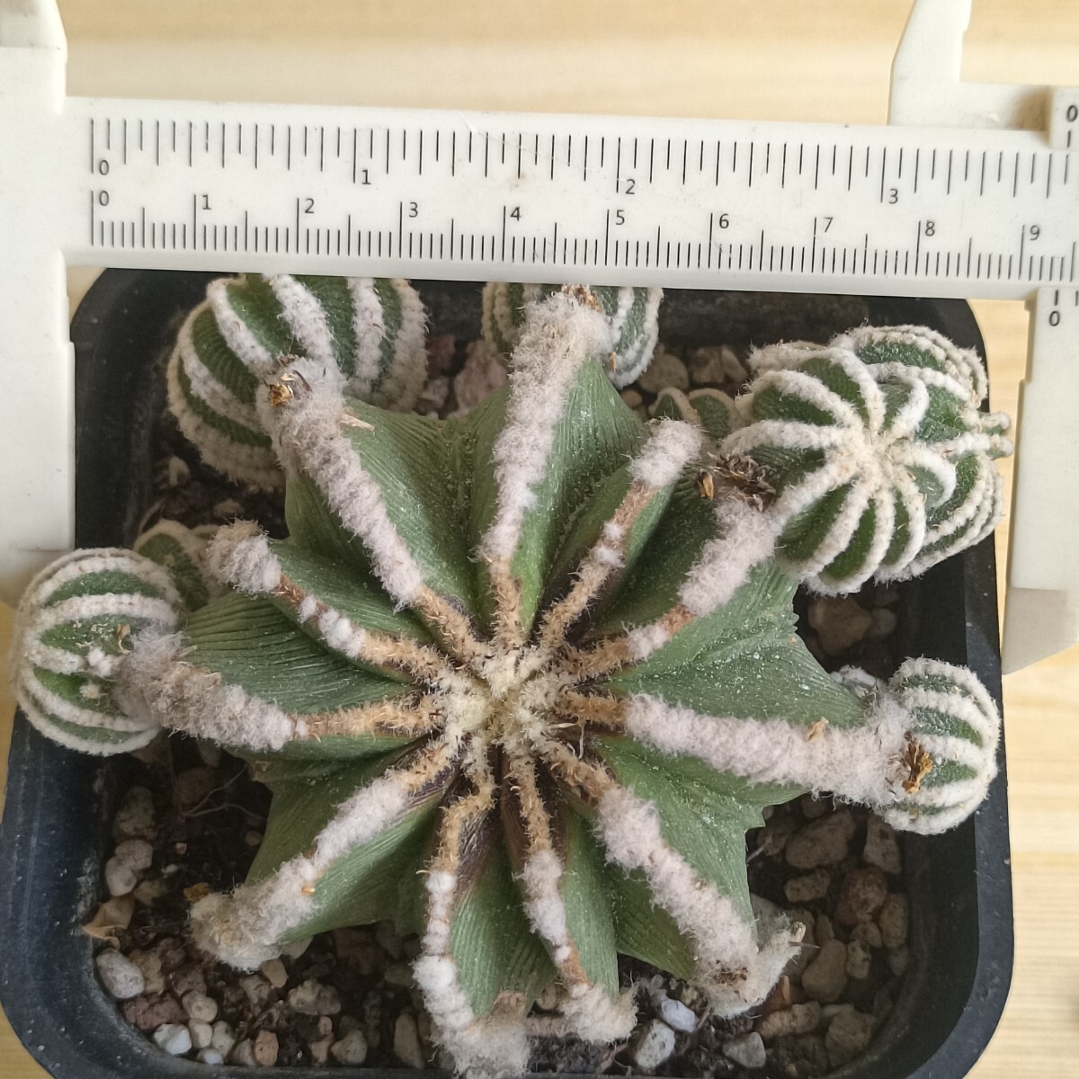 Yahoo!オークション - F644 サボテン 多肉植物 ヒントニー 群生 Azteki...