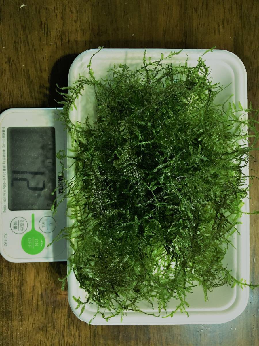 Yahoo!オークション - ウィローモス（シダ状の葉） 1つかみ 送料込み即...