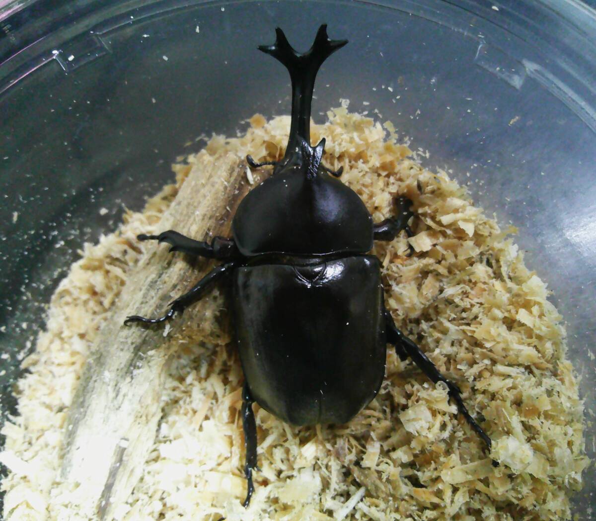 Yahoo!オークション - ヤクシマカブトWF1ペア