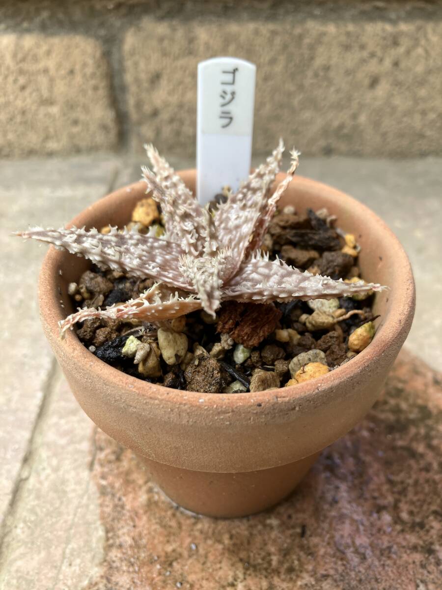 Yahoo!オークション - アロエ ゴジラNo9 その②