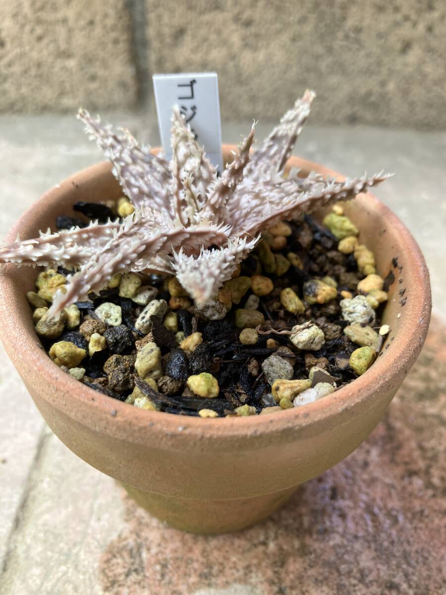 Yahoo!オークション - アロエ ゴジラNo9 その③