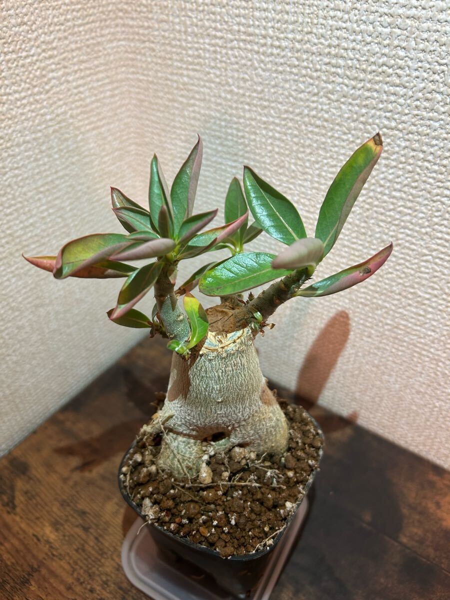 Yahoo!オークション - 「実生」アデニウムアラビカム③