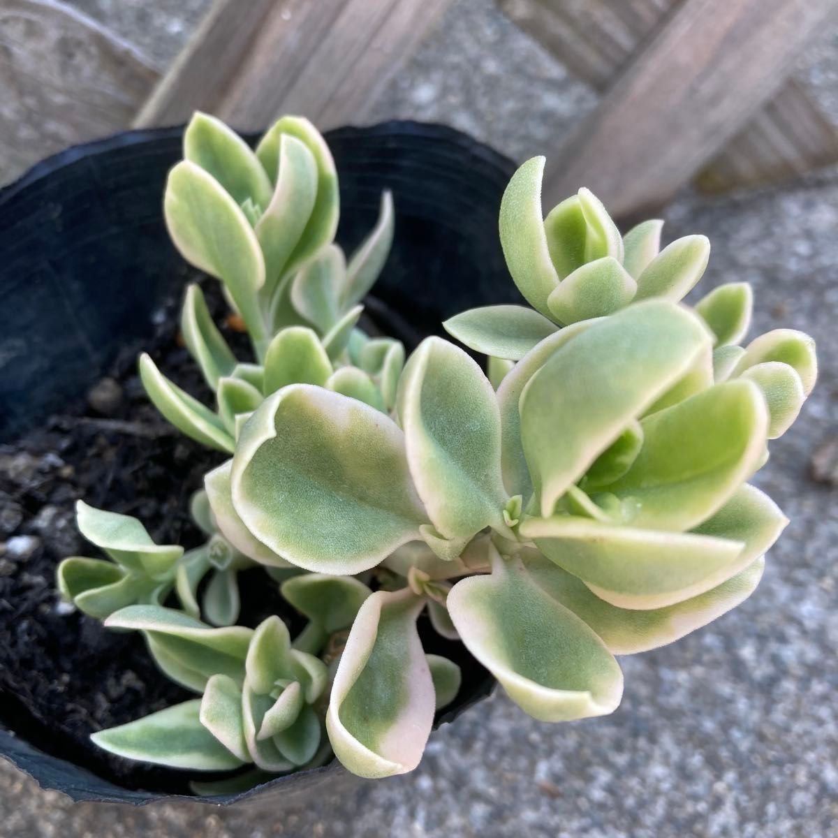 多肉植物 斑入りベビーサンローズ 抜き苗 3苗|Yahoo!フリマ(旧 多肉植物 斑入りベビーサンローズ 抜き苗 3苗|Yahoo!フリマ(旧