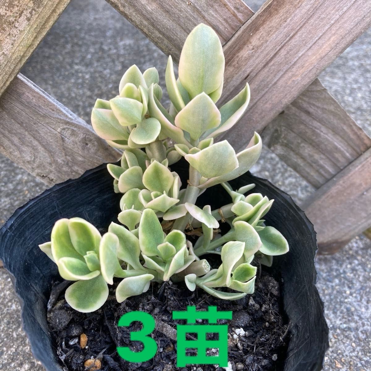 多肉植物 斑入りベビーサンローズ 抜き苗 3苗|Yahoo!フリマ(旧 多肉植物 斑入りベビーサンローズ 抜き苗 3苗|Yahoo!フリマ(旧