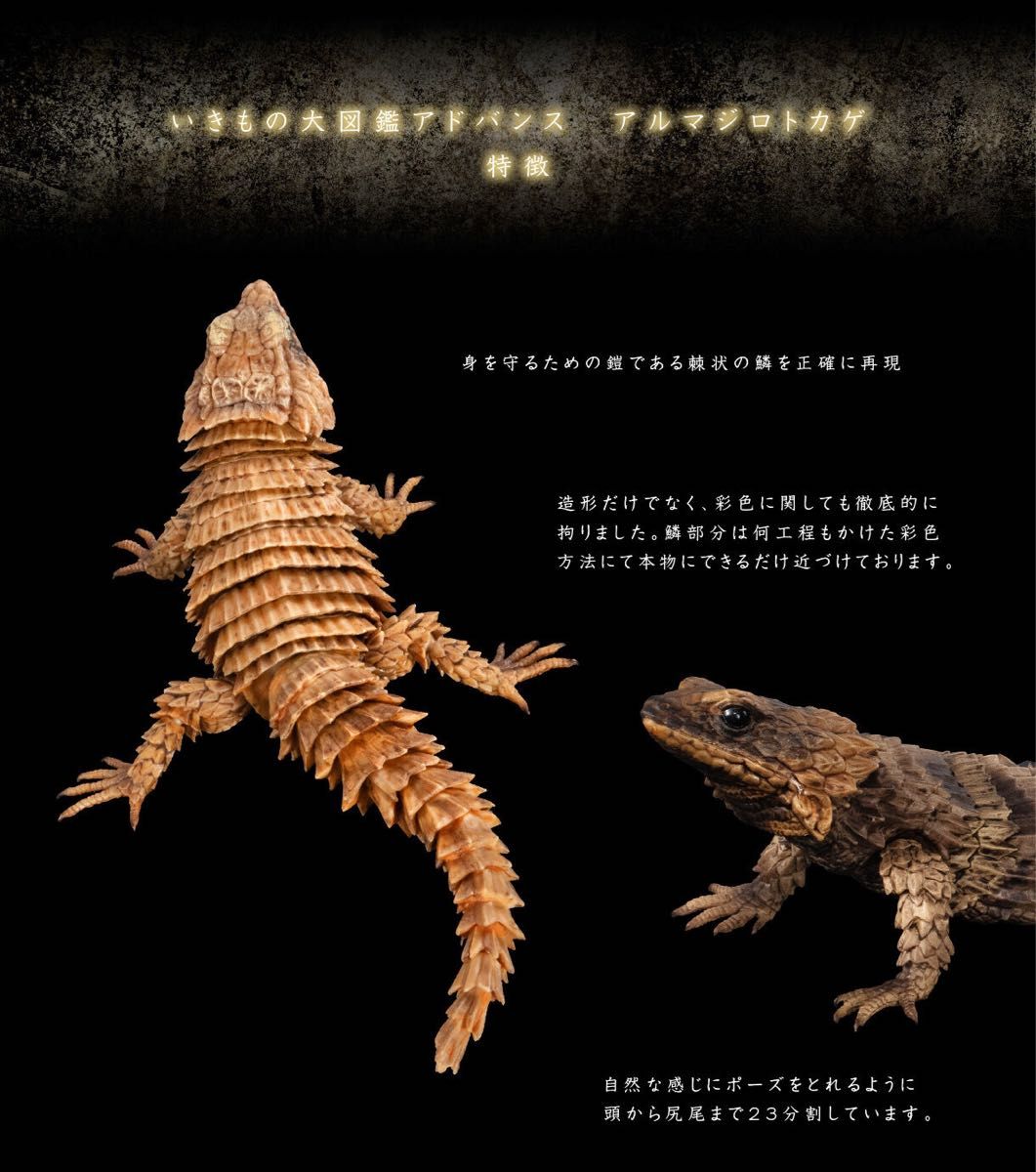 アルマジロトカゲ(イエロー) いきもの大図鑑アドバンス アルマジロトカゲ(イエロー) いきもの大図鑑アドバンス