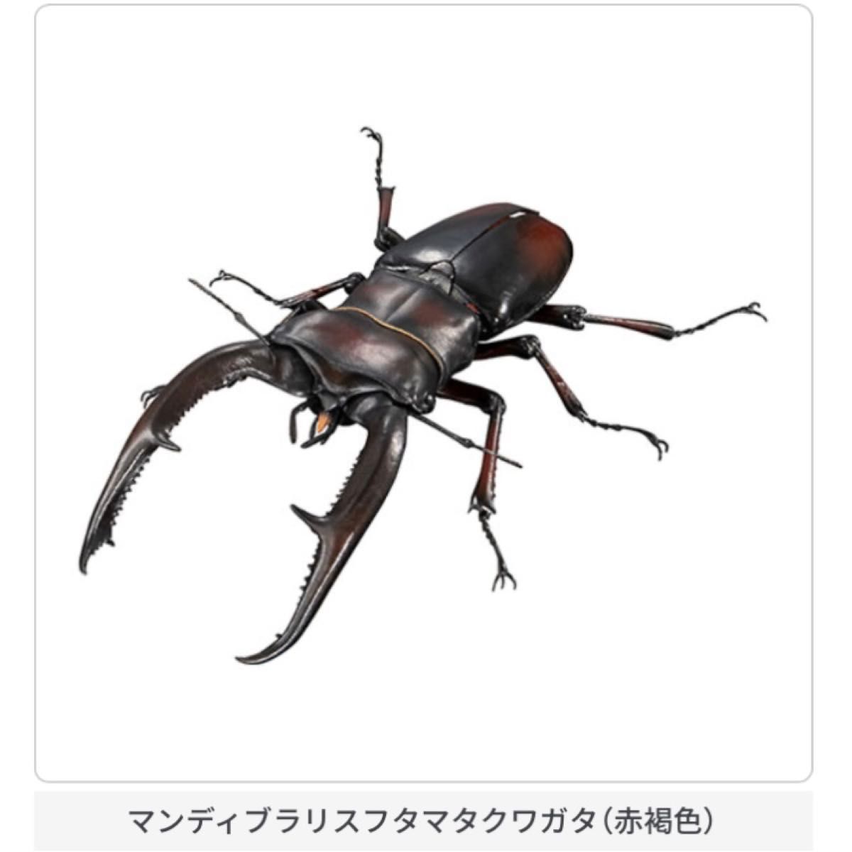 マンディブラリスフタマタクワガタ(赤褐色)いきもの大図鑑 マンディブラリスフタマタクワガタ(赤褐色)いきもの大図鑑