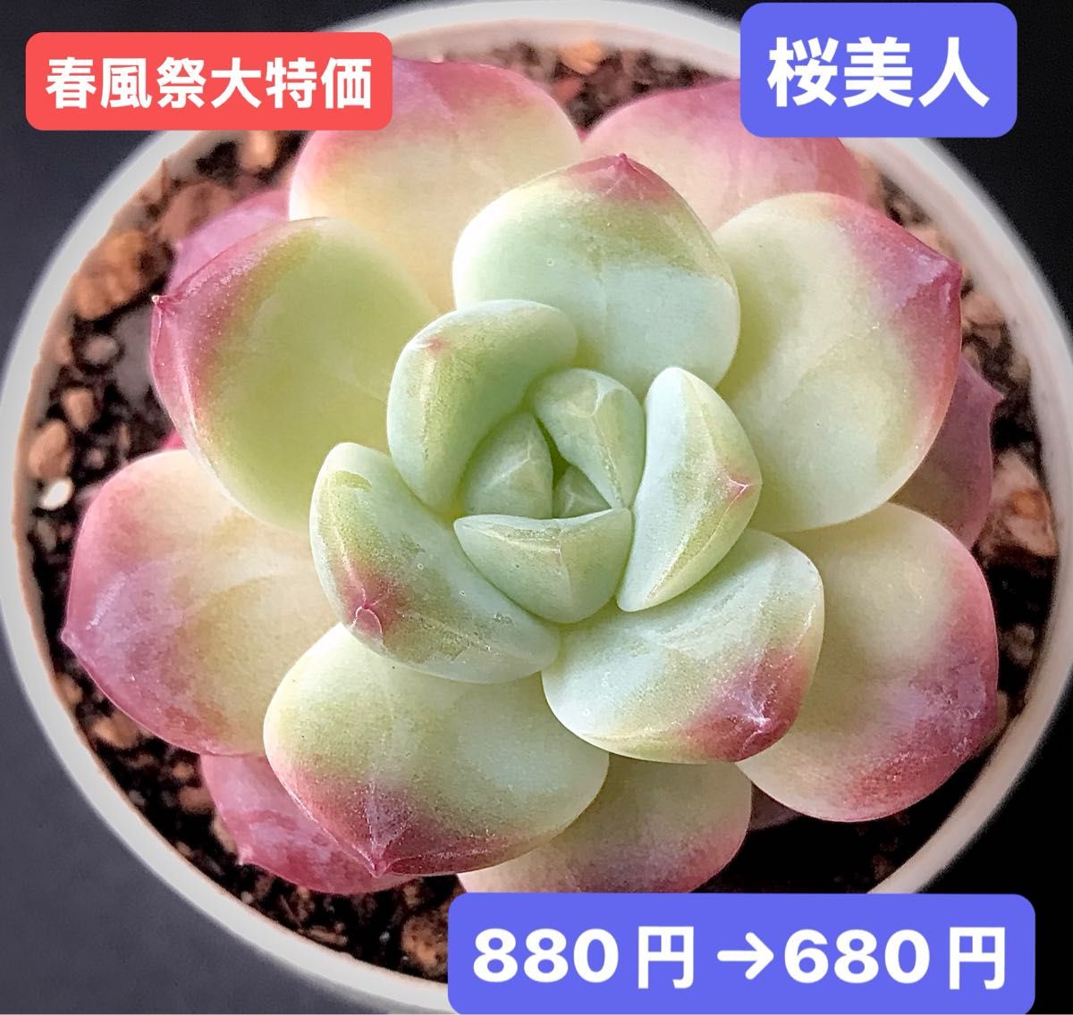 春風祭大特価 新入荷 韓国苗 桜美人 可愛い紅葉大苗 超美苗 多肉 春風祭大特価 新入荷 韓国苗 桜美人 可愛い紅葉大苗 超美苗 多肉