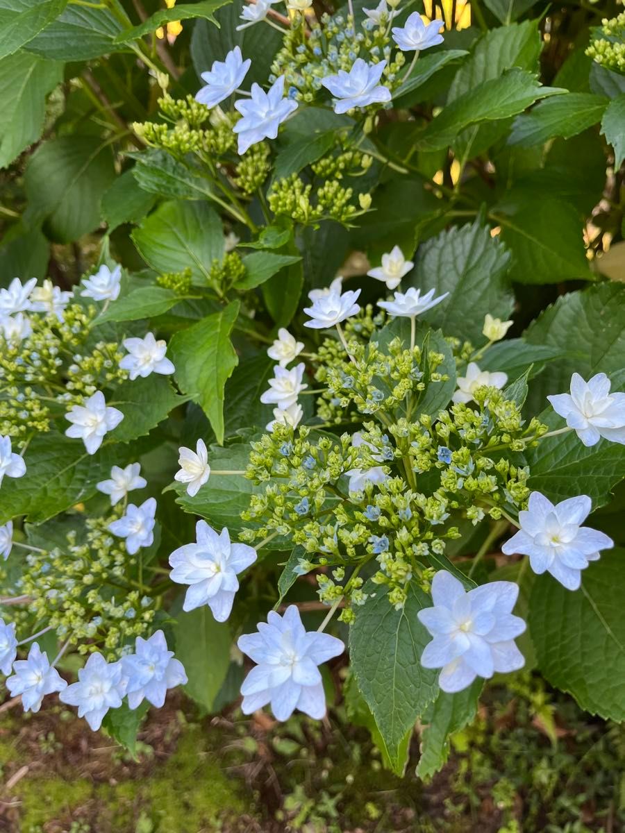 紫陽花 隅田の花火|Yahoo!フリマ(旧PayPayフリマ) 紫陽花 隅田の花火|Yahoo!フリマ(旧PayPayフリマ)