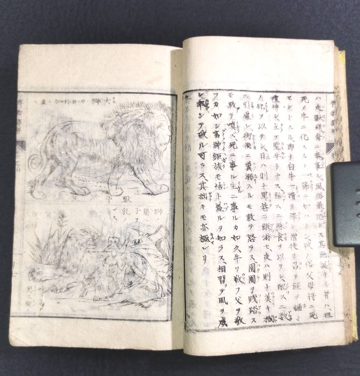 Yahoo!オークション - Y123 絵入 博物学 博物新編訳解 4 動物学 獣 鳥...