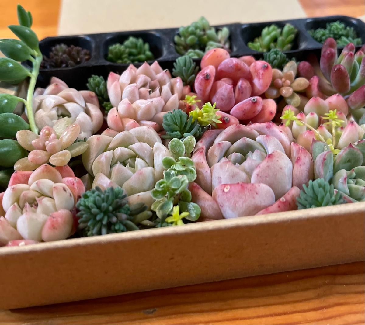 多肉植物 詰め合わせセット 寄せ植えセット 韓国苗 エケベリア 多肉植物 詰め合わせセット 寄せ植えセット 韓国苗 エケベリア