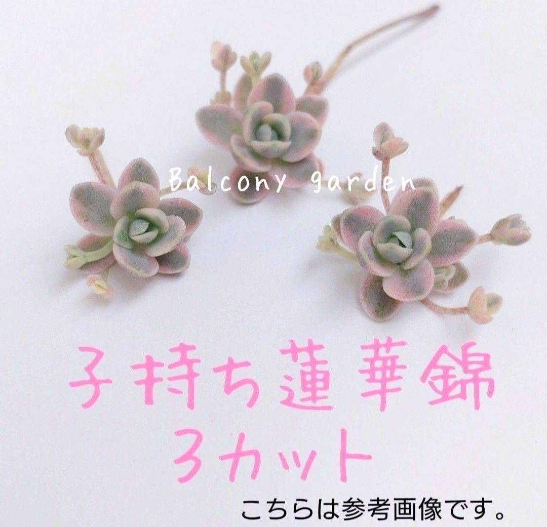 子持ち蓮華錦 レア カット苗 3カット|Yahoo!フリマ(旧PayPay 子持ち蓮華錦 レア カット苗 3カット|Yahoo!フリマ(旧PayPay