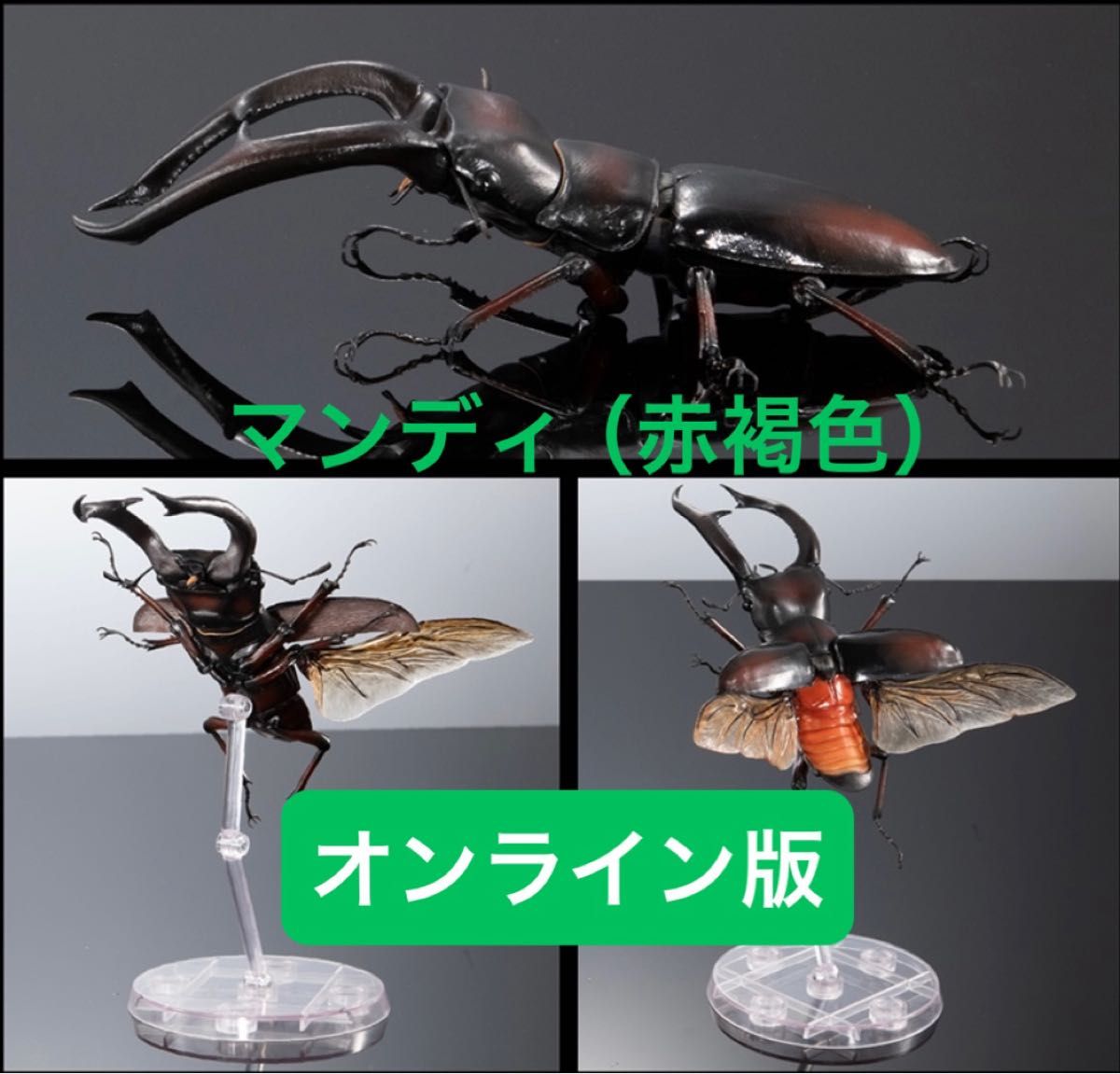 オンライン版 マンディブラリスフタマタクワガタ(赤褐色 オンライン版 マンディブラリスフタマタクワガタ(赤褐色