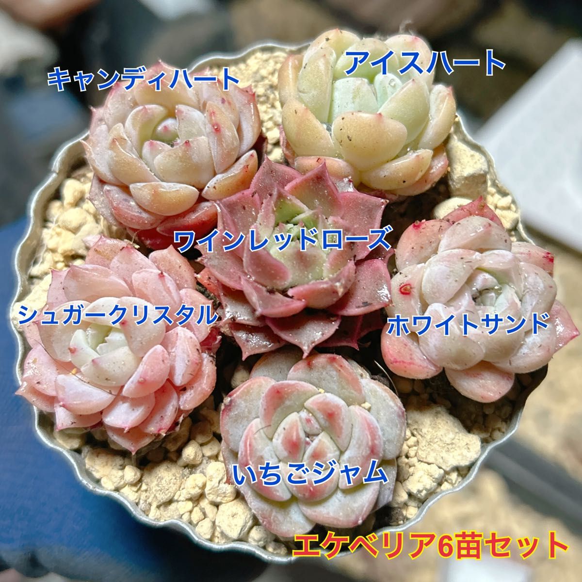 エケベリア 6苗セット 多肉植物 美苗 抜き苗|Yahoo!フリマ(旧 エケベリア 6苗セット 多肉植物 美苗 抜き苗|Yahoo!フリマ(旧