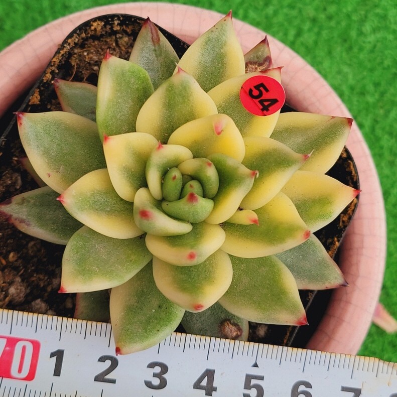 4月25日発送-R054 Kohonjin(錦) エケベリア 多肉植物 韓国苗 4月25日発送-R054 Kohonjin(錦) エケベリア 多肉植物 韓国苗