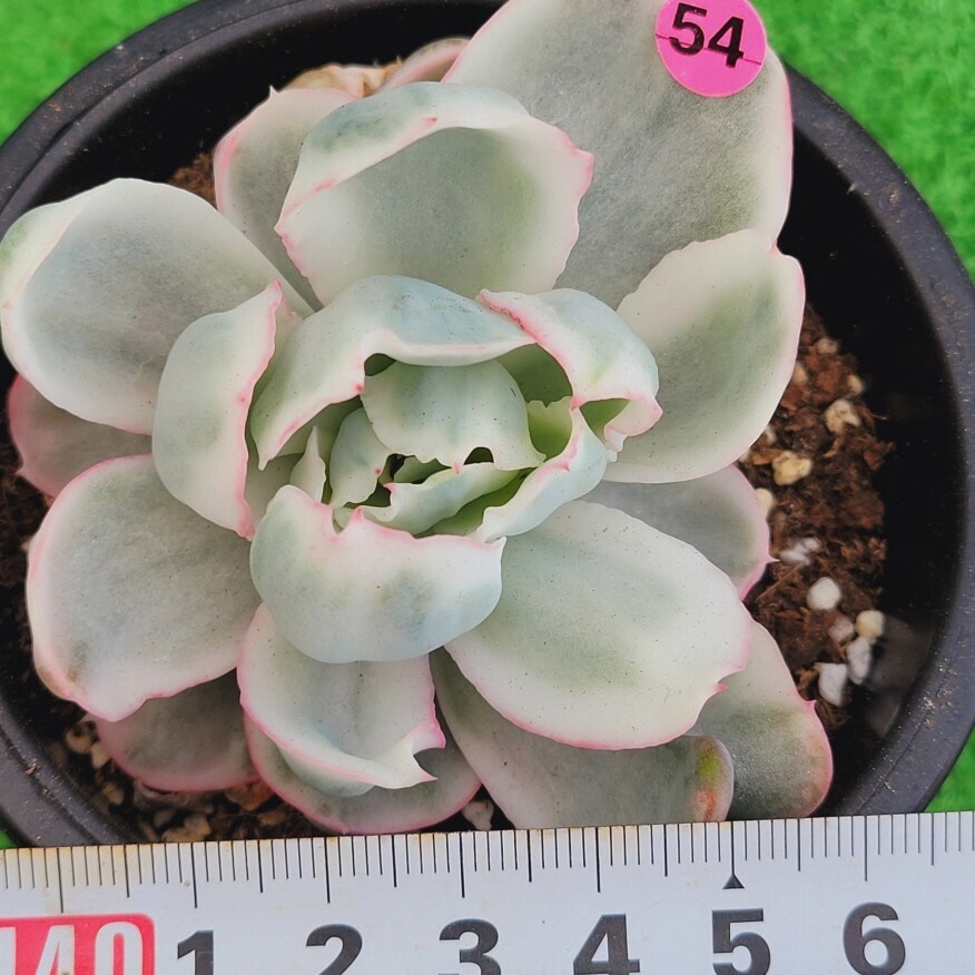 Yahoo!オークション - 4月18日発送-P054 バークレー(錦) エケベリア 多...