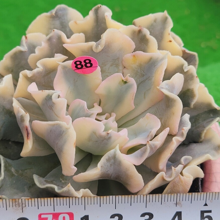 5月2日発送-P088 サフラン(錦) エケベリア 多肉植物 韓国苗 5月2日発送-P088 サフラン(錦) エケベリア 多肉植物 韓国苗
