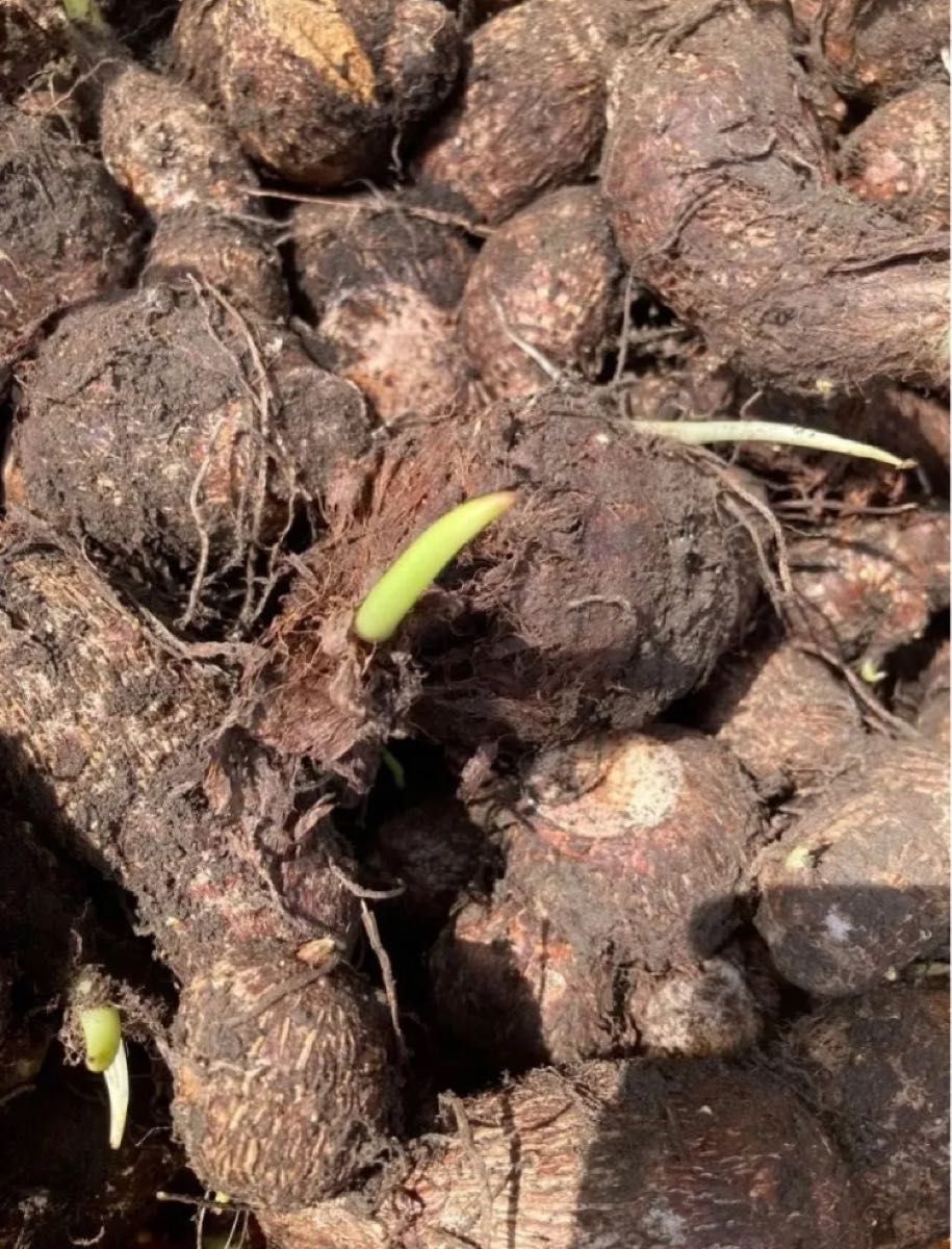 里芋 大和 白芽 さといも 5kg｜Yahoo!フリマ（旧PayPayフリマ）