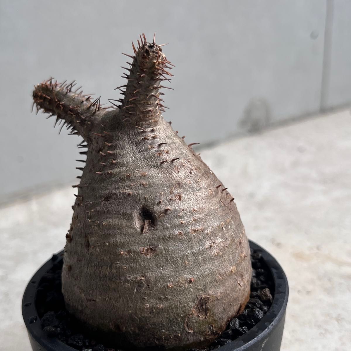 56 【厳選株】パキポディウムグラキリス/現地球 塊根植物|Yahoo 56 【厳選株】パキポディウムグラキリス/現地球 塊根植物|Yahoo