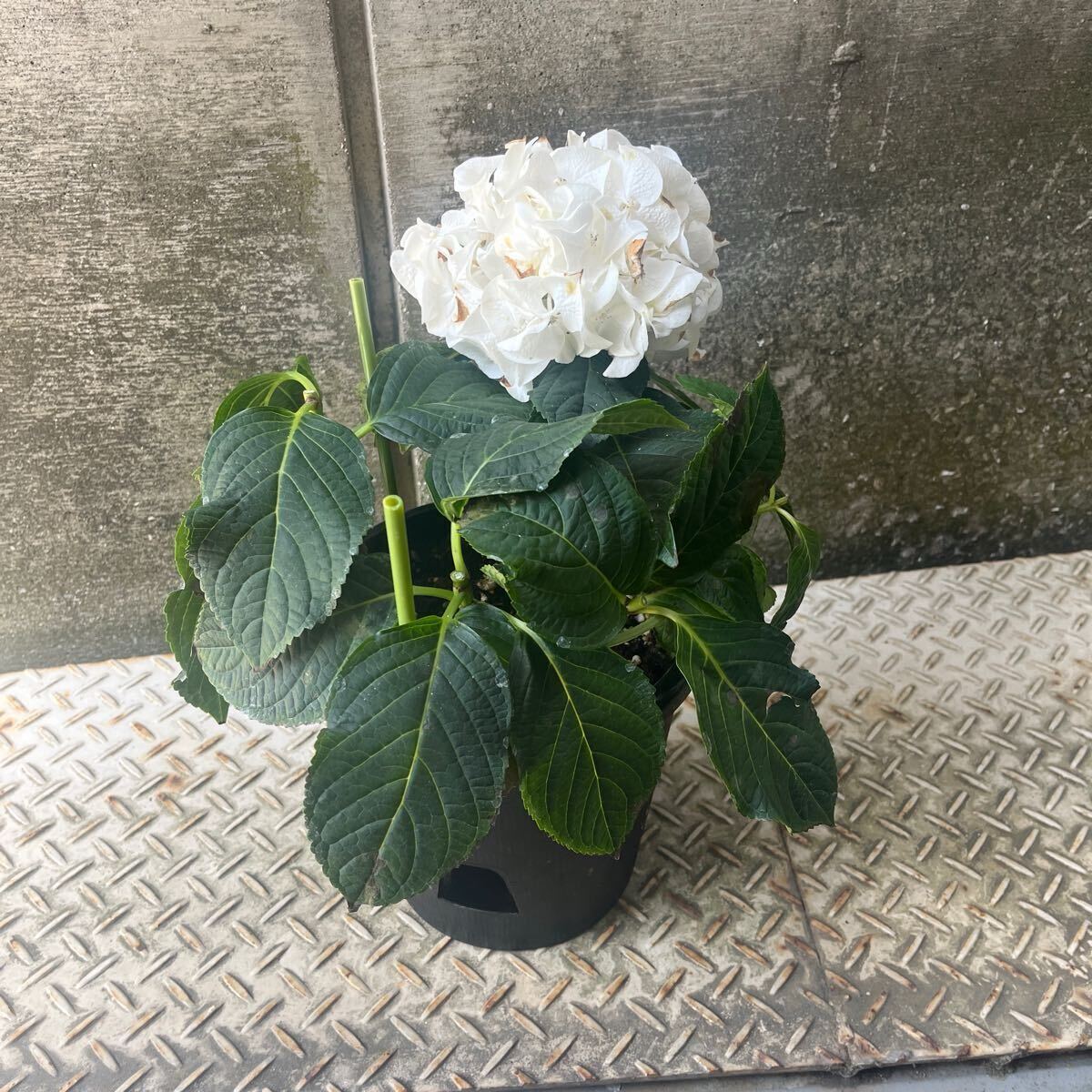 Yahoo!オークション - 花後 紫陽花 アジサイ ビアンカ 6寸