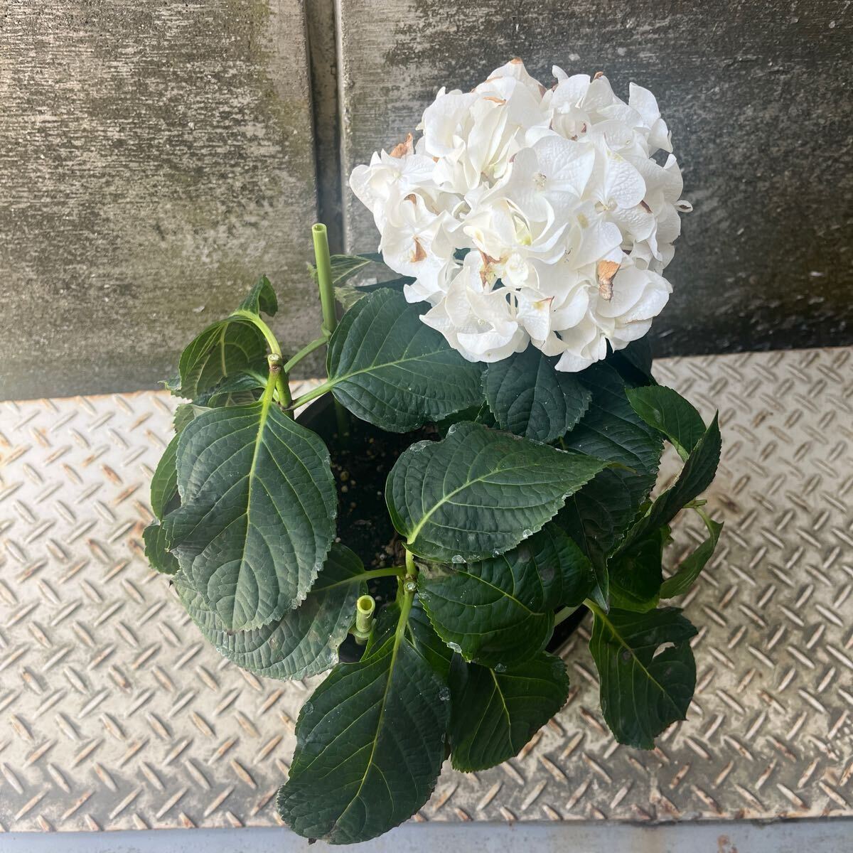 Yahoo!オークション - 花後 紫陽花 アジサイ ビアンカ 6寸