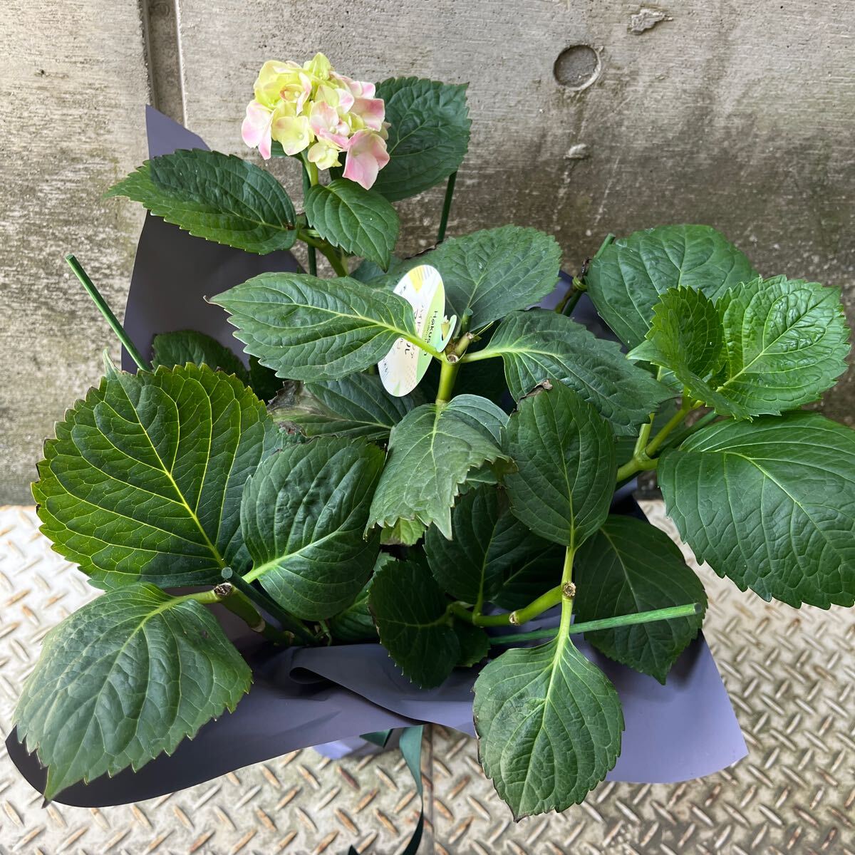 Yahoo!オークション - 花後 紫陽花 アジサイ マジカルマーブル