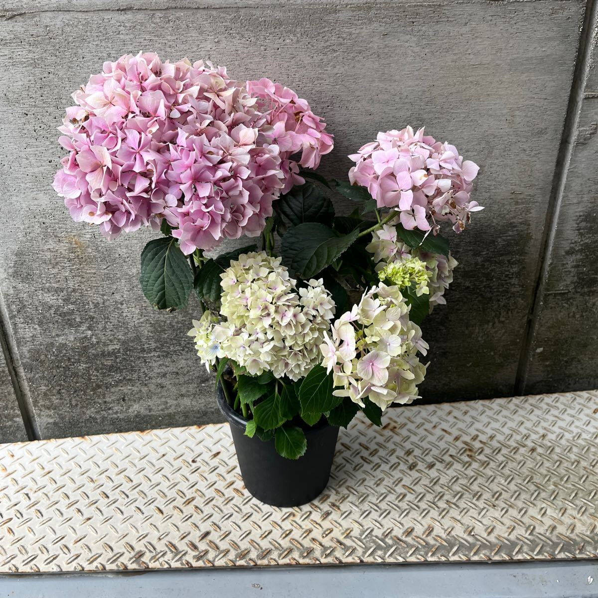 Yahoo!オークション - 花後 来季用 紫陽花 アジサイ グリージア 6寸