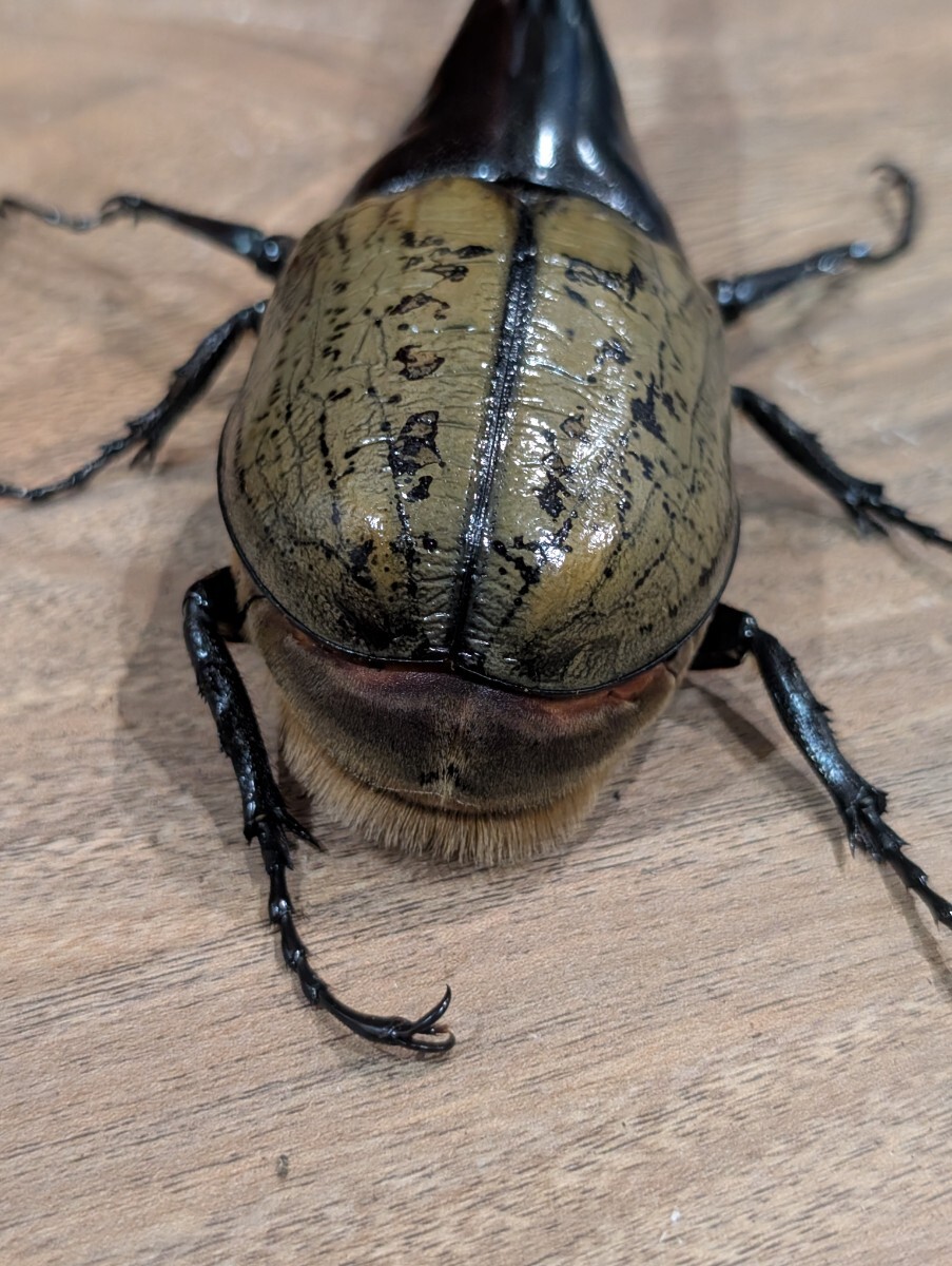 Yahoo!オークション - 特価DHヘラクレス♂単品157mm